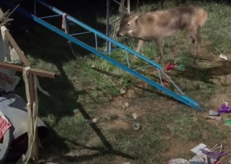 Infamous CGI Deer on The Walking Dead Was Actually Real