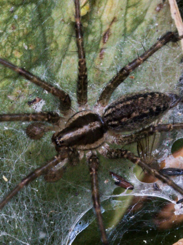 Scientists Reanimate Dead Spider and It’s As Creepy As it Sounds Story ...