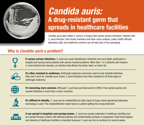 Drug-Resistant Fungus Candida Auris a ‘Serious Global Health Threat’